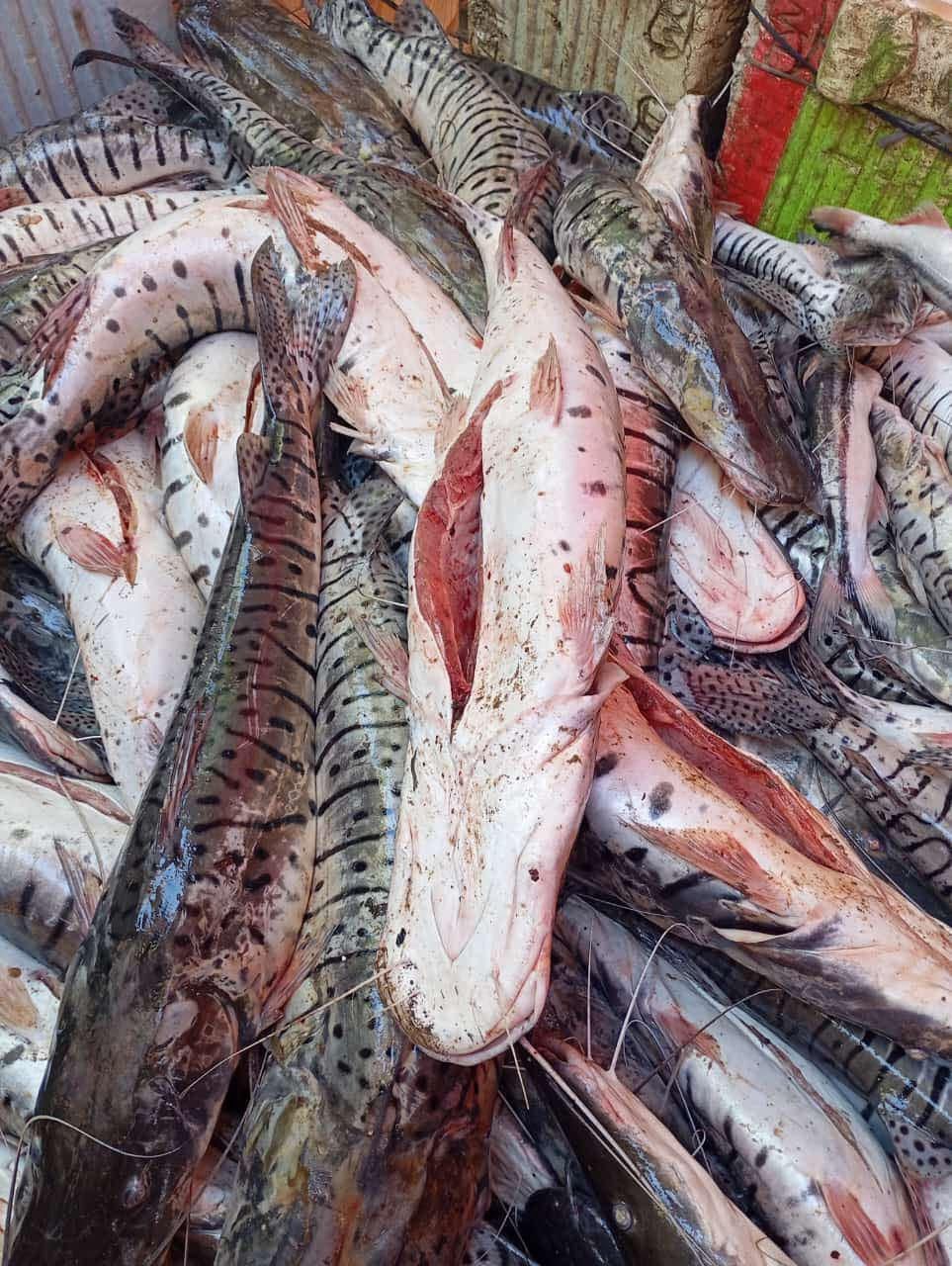 Los pescadores del municipio de Ayapel, Córdoba, están celebrando la ...